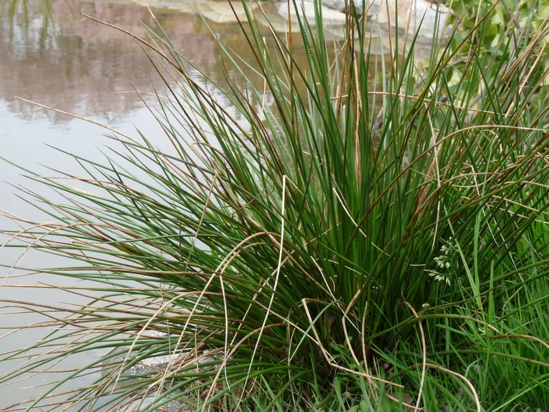 Juncus effusus (Jonc épars) - Plantes Aquatiques