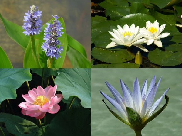 Types de plantes aquatiques - Plantes Aquatiques